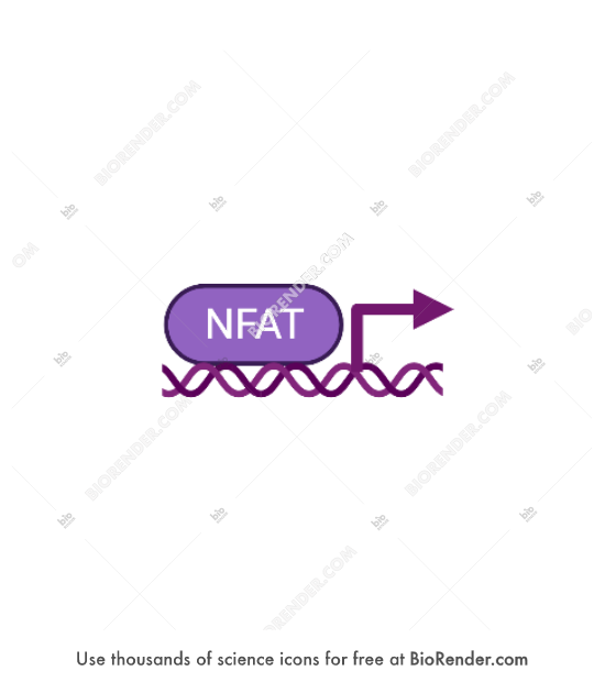 Free NFAT (activated, transcription) Icons, Symbols & Images | BioRender