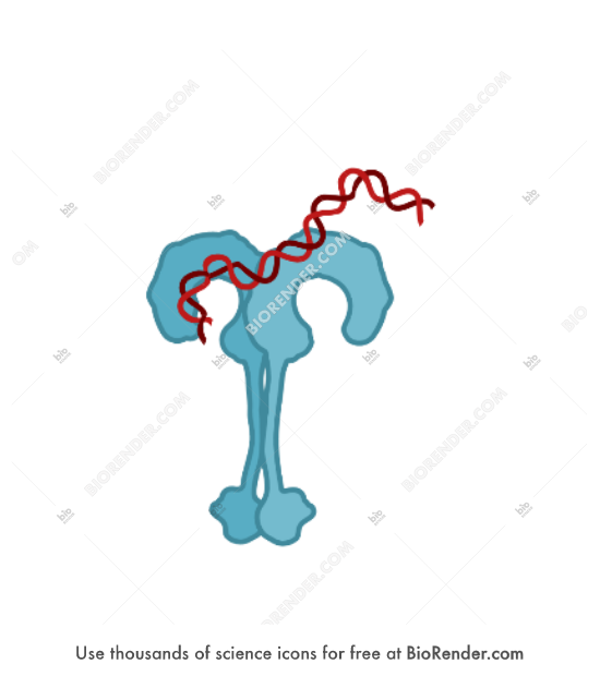 Free TLR (bound to dsDNA) Icons, Symbols & Images | BioRender