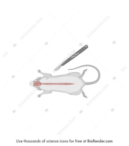 Free Rat spinal cord (surgery) Icons, Symbols & Images | BioRender