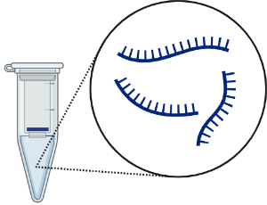 Y-RNA (hY1) | Editable Science Icons from BioRender