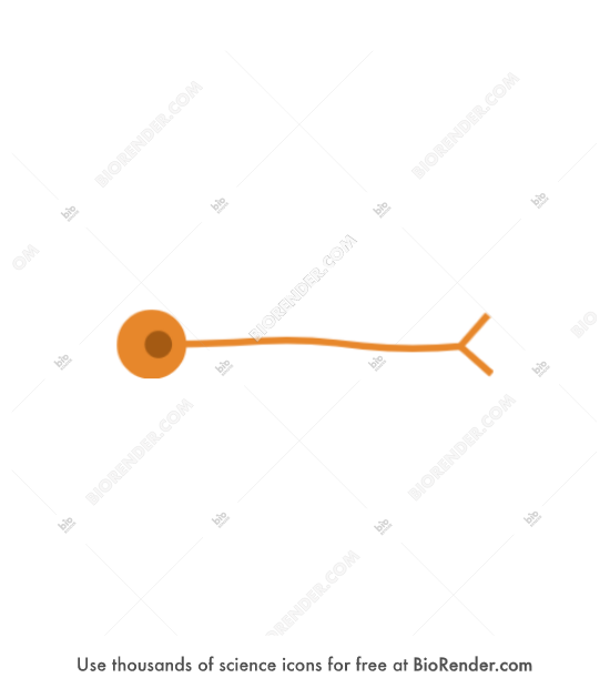 Free Neuron (schematic) Icons, Symbols & Images | BioRender