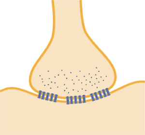 Synaptic cleft (with vesicles) | Editable Science Icons from BioRender