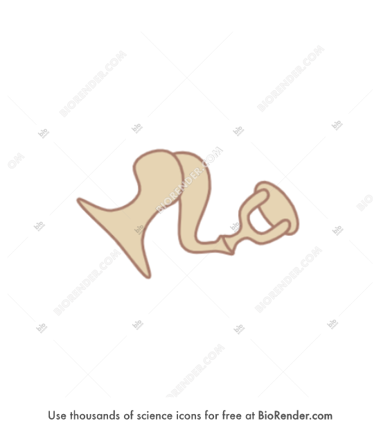 Free Ossicles Icons, Symbols & Images | BioRender