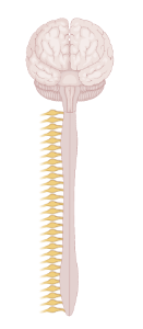 Free Optic chiasm (tracts) Icons, Symbols & Images | BioRender