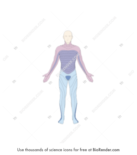 Free Adult male (anterior, with dermatomes) Icons, Symbols & Images ...