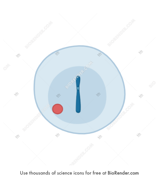 Free Generic cell (with condensed X chromosome) Icons, Symbols & Images ...