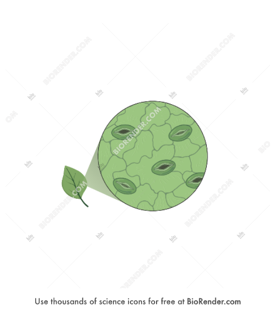 Free Leaf surface (magnified) Icons, Symbols & Images | BioRender
