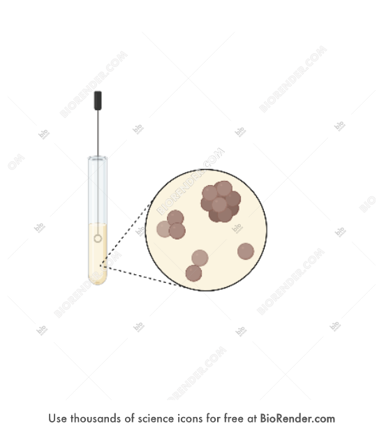 Free Bacteria sample collection Icons, Symbols & Images | BioRender