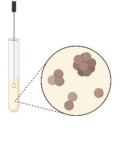 Glass capillary tube (full) | Editable Science Icons from BioRender