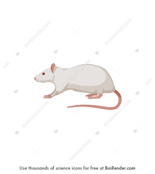 Free Rat (lateral, curved tail) Icons, Symbols & Images | BioRender