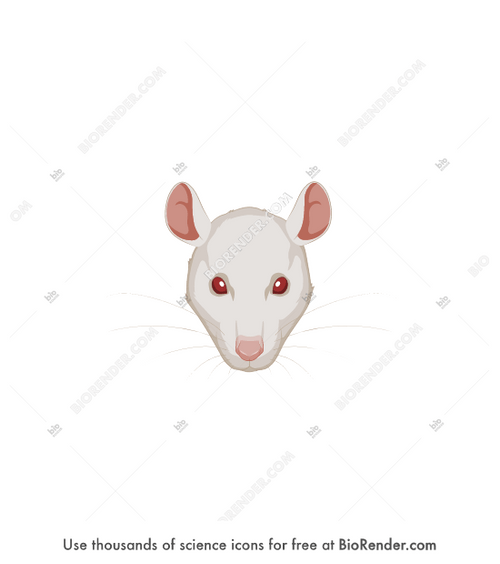 Free Rat head (anterior) Icons, Symbols & Images | BioRender