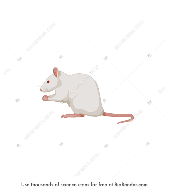 Free Rat (lateral, sitting) Icons, Symbols & Images | BioRender
