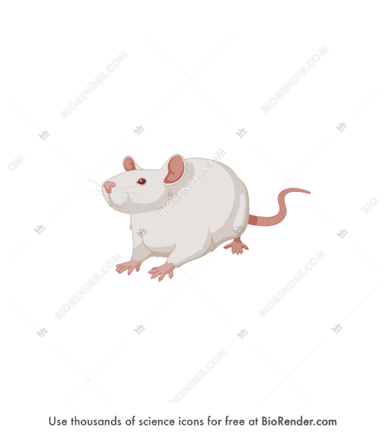 Free Rat (anterior 2) Icons, Symbols & Images | BioRender