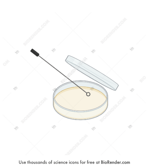 Free Petri dish (inoculation) Icons, Symbols & Images | BioRender