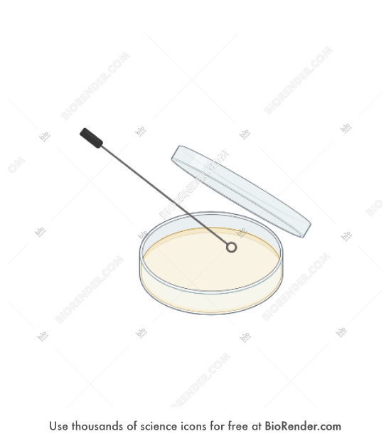 Free Petri dish (inoculation) Icons, Symbols & Images | BioRender