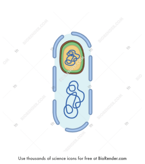 Free Sporulation (phase 4) Icons, Symbols & Images | BioRender