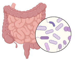 Free Stool (lienteric diarrhea) Icons, Symbols & Images | BioRender