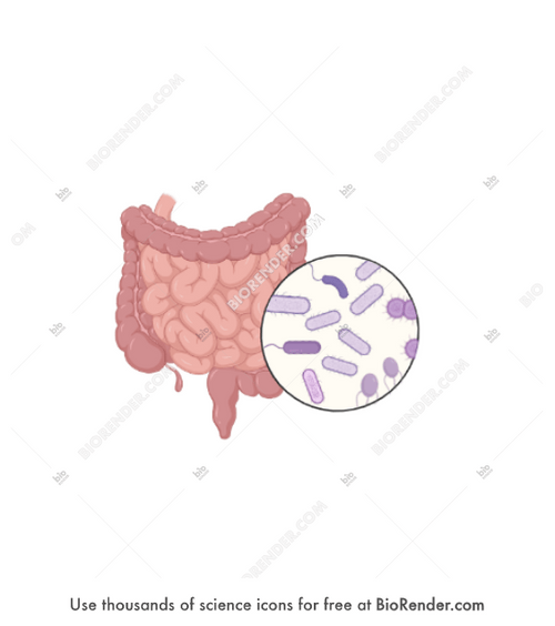 Free Gut microbiota Icons, Symbols & Images | BioRender