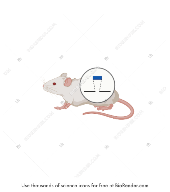 Free Mouse model (knockin) Icons, Symbols & Images | BioRender