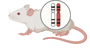 Free Human karyotype (chromosome 17) Icons, Symbols & Images | BioRender