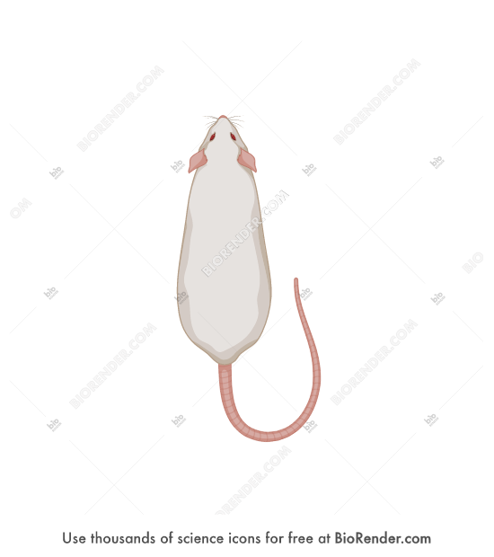 Free Rat (dorsal, simplified) Icons, Symbols & Images | BioRender