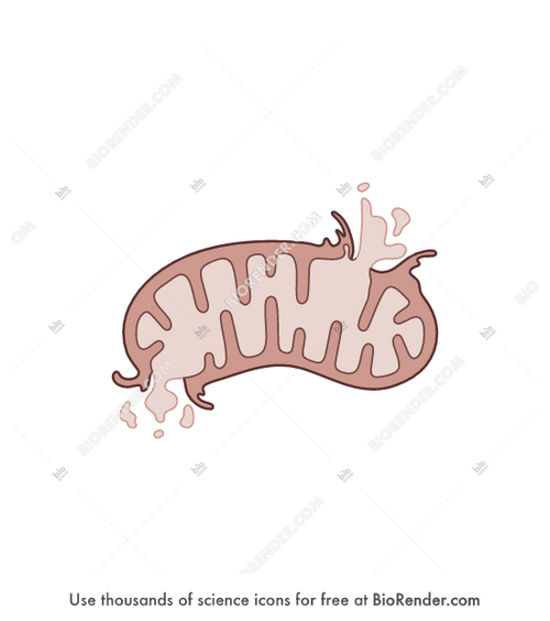 Free Mitochondria (2D, bursting) Icons, Symbols & Images | BioRender