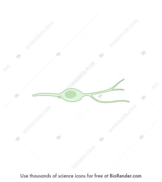 Free Cajal-Retzius neuron Icons, Symbols & Images | BioRender