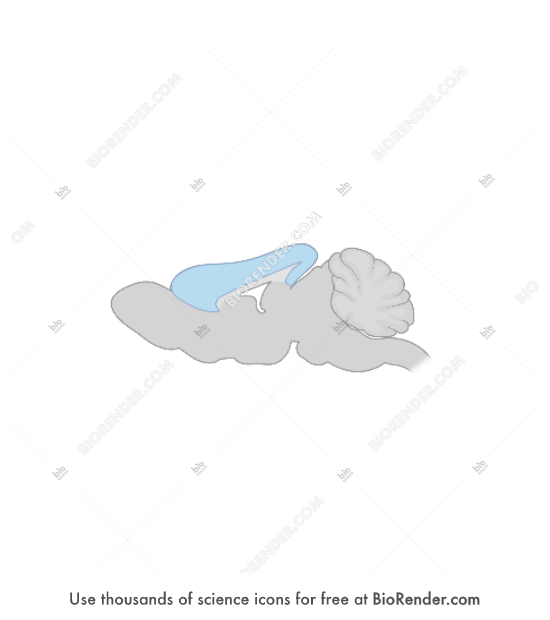 Free Mouse brain (sagittal cut, cerebral cortex) Icons, Symbols ...