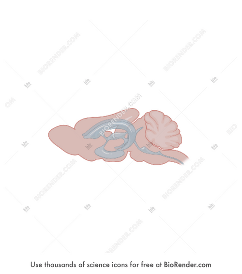Free Mouse brain (sagittal, with ventricles) Icons, Symbols & Images ...