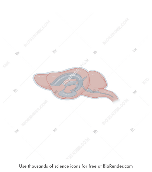 Free Mouse brain (lateral, with ventricles) Icons, Symbols & Images ...