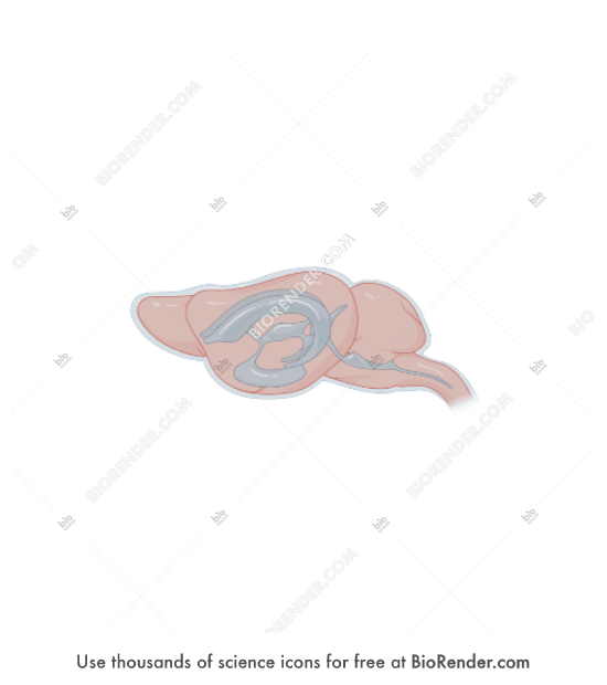 Free Mouse brain (lateral, with ventricles) Icons, Symbols & Images ...