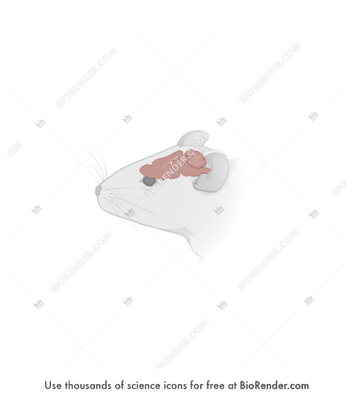 Free Mouse head (lateral, with sagittal brain) Icons, Symbols & Images ...