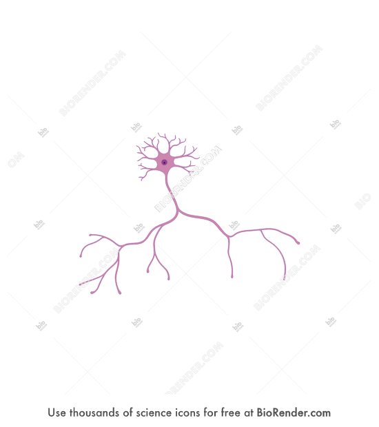 Free Neuron (neuronal branching 2) Icons, Symbols & Images | BioRender