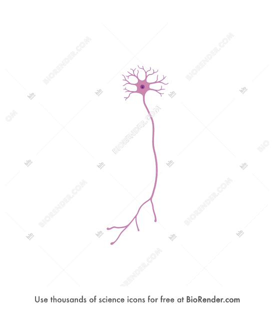 Free Neuron (neuronal branching 1) Icons, Symbols & Images | BioRender