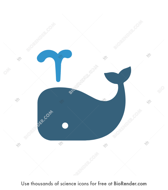 Free Whale Icons, Symbols & Images | BioRender