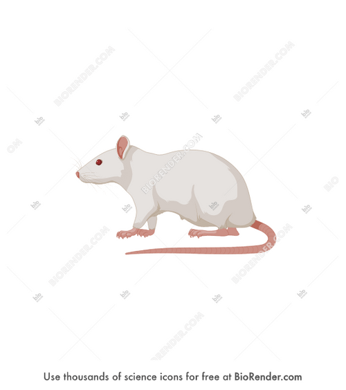 Free Rat (lateral 2) Icons, Symbols & Images | BioRender