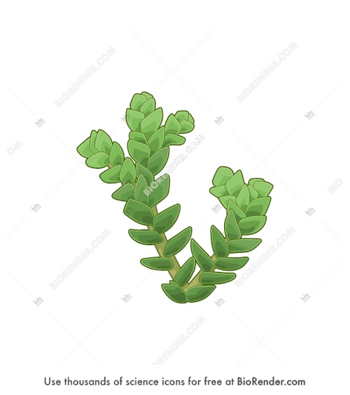 Free Azolla fern Icons, Symbols & Images | BioRender