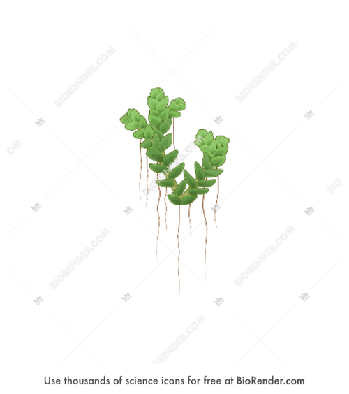 Free Azolla fern (with roots) Icons, Symbols & Images | BioRender