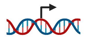 Free Genome structural variation (inversion) Icons, Symbols & Images ...