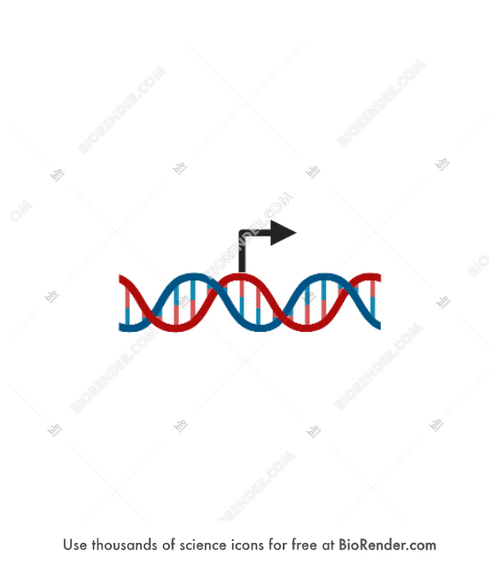 Free Transcription Icons, Symbols & Images | BioRender