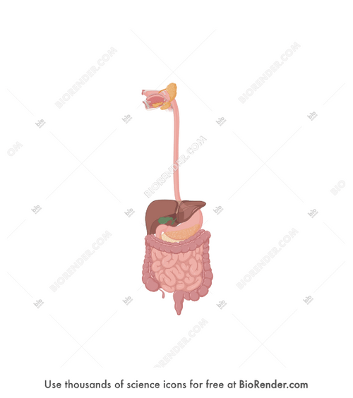 Free GI tract (open mouth) Icons, Symbols & Images | BioRender