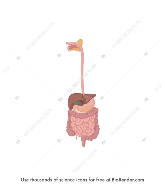 Free GI tract (open mouth) Icons, Symbols & Images | BioRender