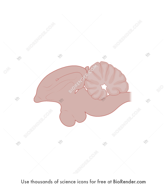 Free Avian brain (sagittal cut) Icons, Symbols & Images | BioRender