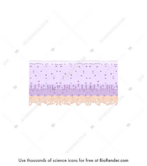 Free Osteochondral interface (large) Icons, Symbols & Images | BioRender