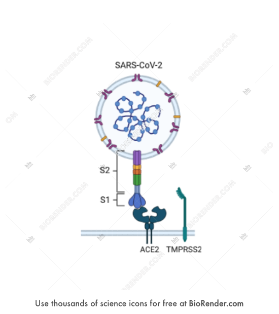 Free SARS-CoV-2 binding to ACE2 receptor 2 Icons, Symbols & Images | BioRender