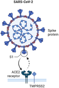Free RSV (glycoprotein) Icons, Symbols & Images | BioRender