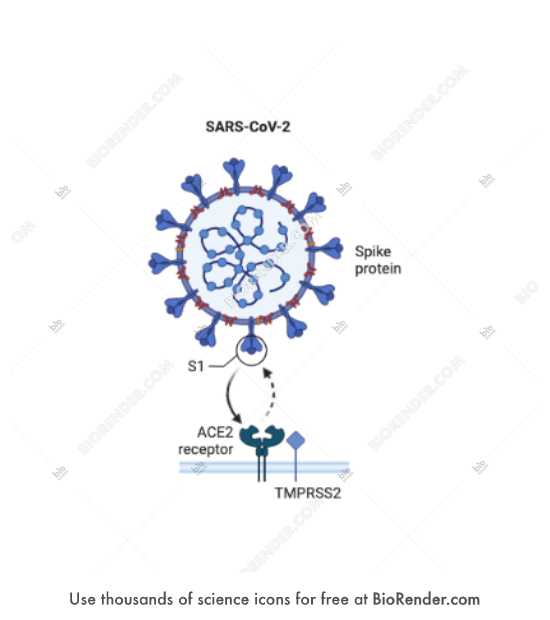 Free SARS-CoV-2 binding to ACE2 receptor Icons, Symbols & Images | BioRender