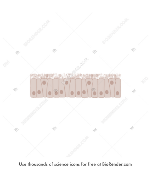Free Pseudostratified epithelium (ciliated) Icons, Symbols & Images ...