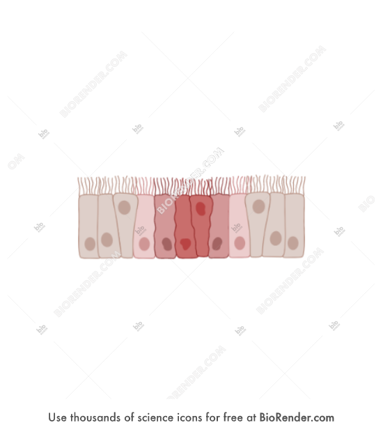 Free Pseudostratified ciliated epithelium (damaged) Icons, Symbols ...