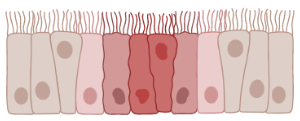Free Enterocyte (normal, 5) Icons, Symbols & Images | BioRender